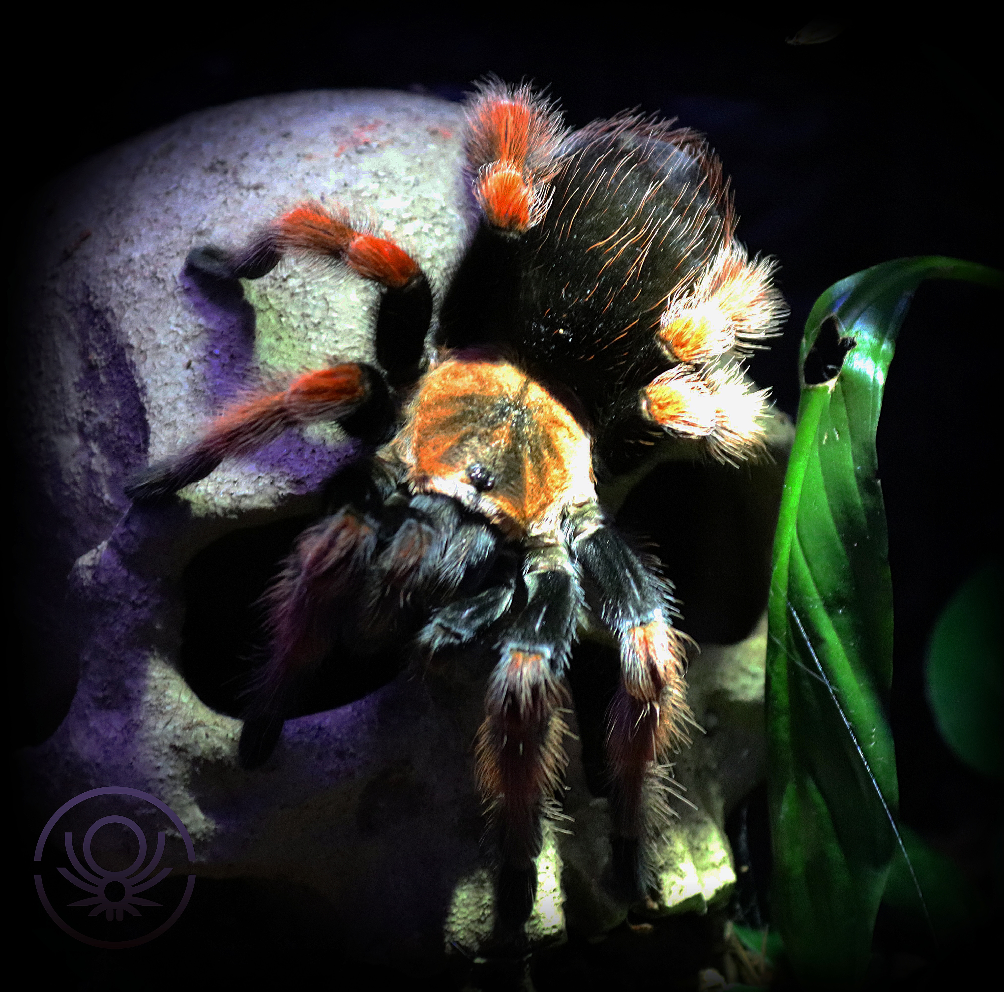 Brachypelma.de | Home